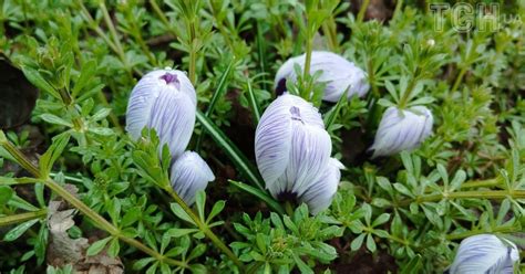 Що зірки нам пророкують гороскоп на квітень 2025 року Ua