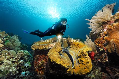 Killer Clam By Norbert Probst Redbubble