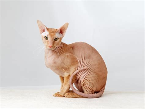 Naked Cat Breeds Which Cat Breeds Are Hairless Dutch