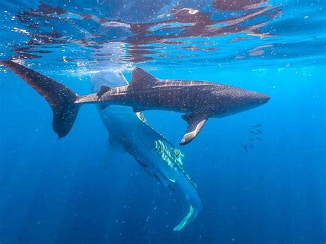 Cenderawasih Bay Whale Sharks Guide To Nabire Indonesia Unusual