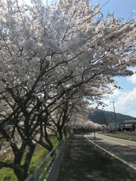 満開の桜でした 福井県おおい町・小浜市で注文住宅なら自社責任施工のフジホーム富士良建設