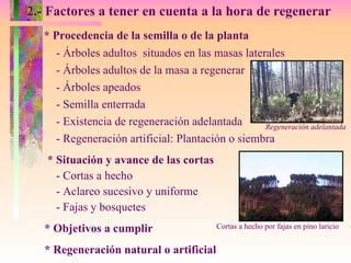 Regeneración Natural Ppt