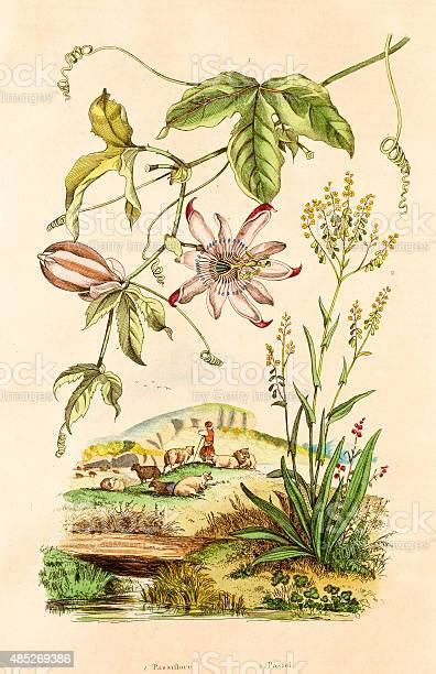 Bunga Gairah Ilustrasi Botani Abad 19 Ilustrasi Stok Unduh Gambar