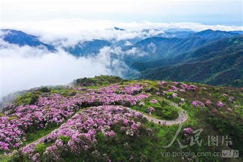 湖南双牌 ：杜鹃花开迎客来 人民图片网