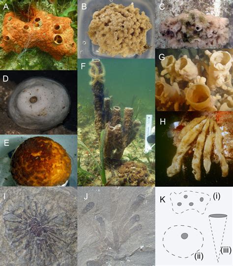 Demospongiae Fossil