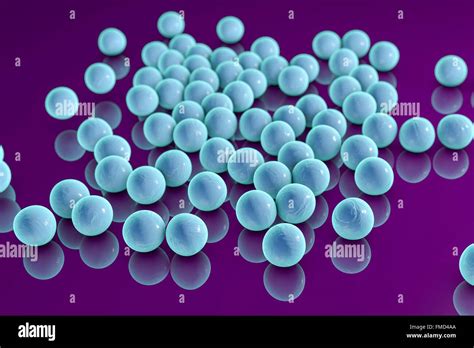 Computer Illustration Of Staphylococci Bacteria Staphylococcus Aureus