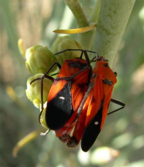 Bug Porn Shutterbug