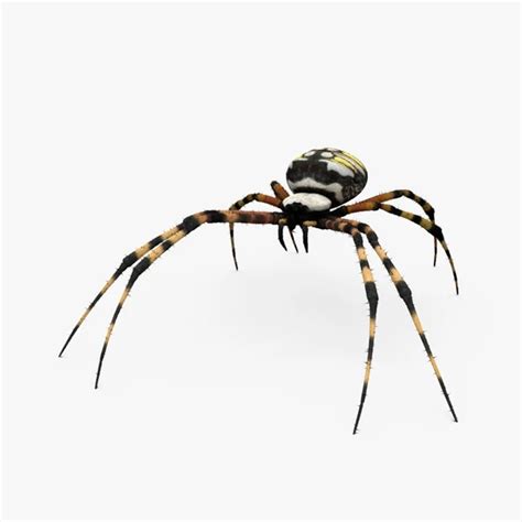 Spider 3d Models Download