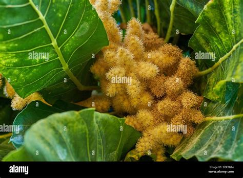 Golden Chestnut Tree With Spiny Fruit Chinquapin Plant Vibrant Leaves