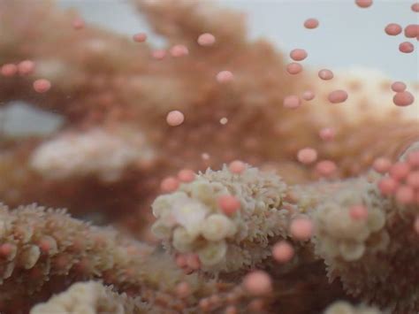 The Secret Sex Life Of Coral Revealed Super Innovators