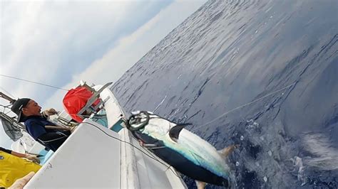 電気ショッカー始動！一撃で巨大魚を昇天させるマグロ漁師の技！ Youtube