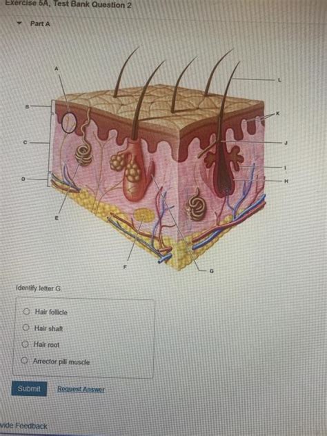 Solved Part A Match Each Accessory Structure With Its