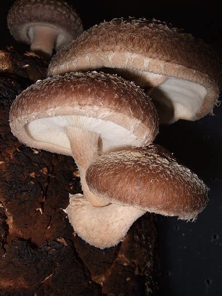 Lentinula Edodes Wikispecies