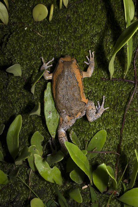 Toad Image Taken At Mks Botanical … License Image 70516462 Lookphotos