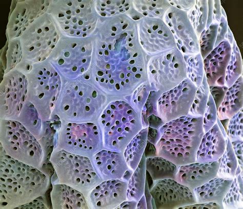 Basil Pollen Grain Sem Stock Image F0430907 Science Photo Library