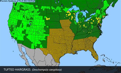 Deschampsia Caespitosa