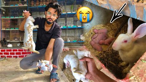 Rabbit Ne Bache Maar Diye😭 Youtube