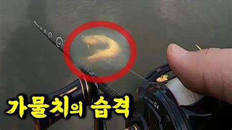 대형 가물치 를 잡다 민물의 제왕 가물치 미노우를 덮쳐버리는 가물신[안그래도tv Anglerdo] Youtube