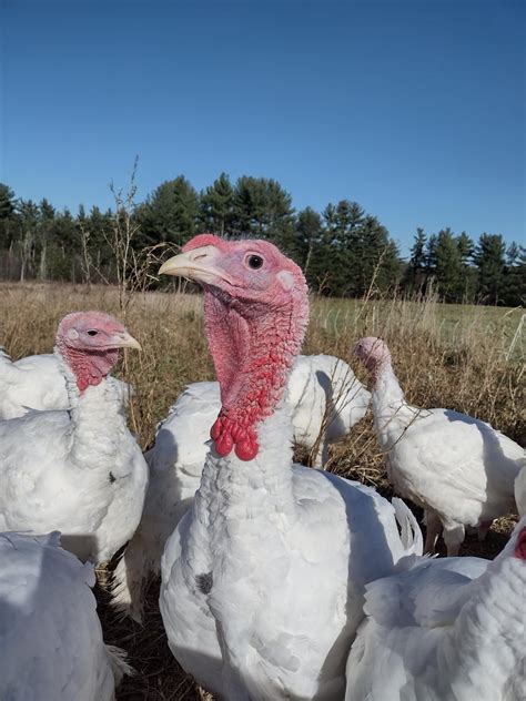Livestock Instead Of Politics Im Down Heres My Turkeys R Vermont