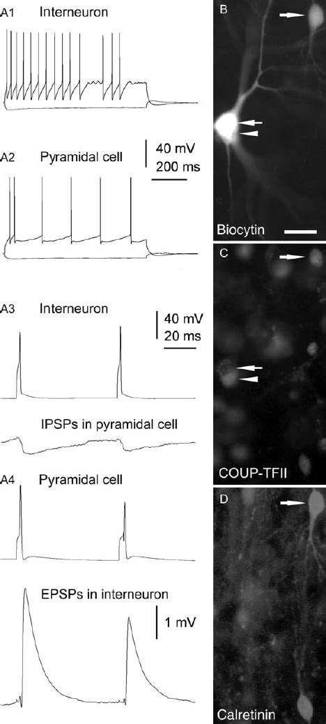 Reciprocal Synaptic Connections Between A Calretinin Coup Tfii