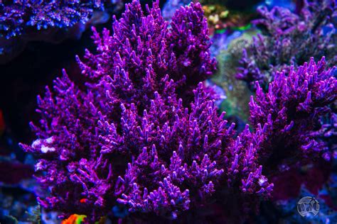 Wwc Frozen Rose Acropora