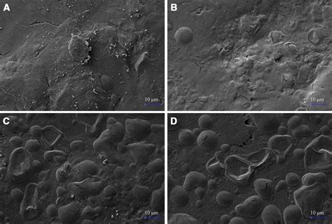 Sem Micrographs Of Surface Of Compression Molded 30 Gc Pectin Based