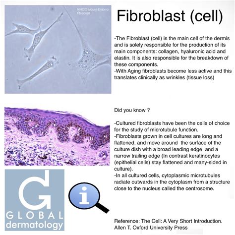 Global Dermatology Fibroblast Cell