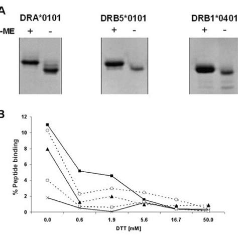 Elisa Based Peptide Mhc Class Ii Binding Assay Urea Denatured α And β