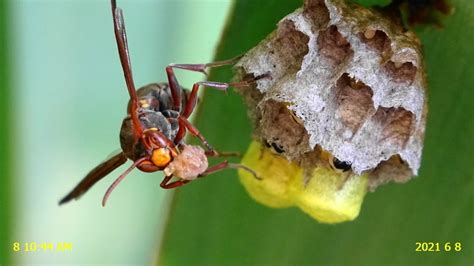 キボシアシナガバチのその後の巣もう蛹になっていました 新廿日市市の自然観察昆虫