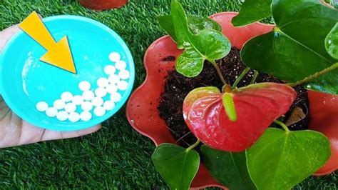 Anthurium cómo cuidarlo y cultivarlo en casa solo así vivirá mucho tiempo Trucos Y Consejos