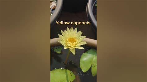 Yellow Capencis Waterlily Youtube Shortvideo Plants Lotusflower Nature Yellow Colour