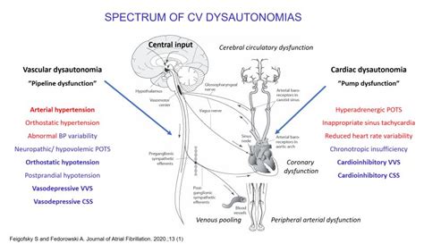 Syncope Pots Tilttabletesting Finapres Smart Medical Limited