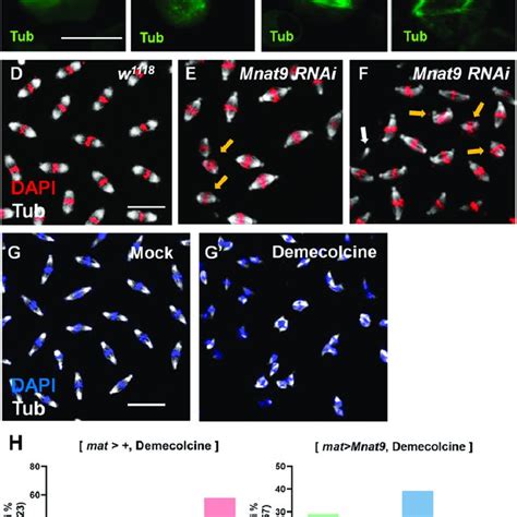 Depletion Of Mnat9 Causes Mitotic Spindle Defects In S2 Cell And