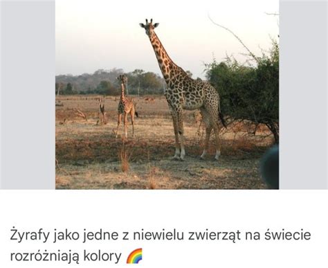 Czy Wiedziałeś O Tym Ciekawostki Part 2 Samequizy