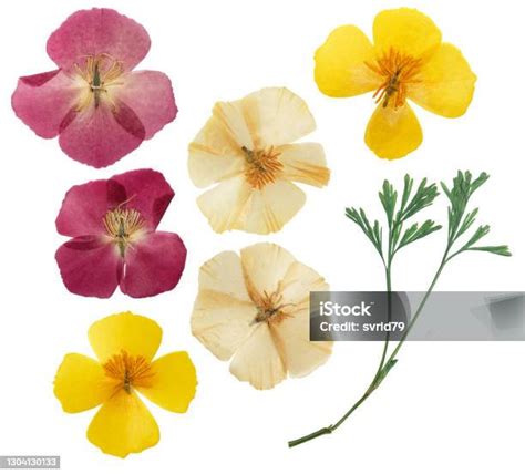 압착 및 건조 섬세한 노란색 꽃 Eschscholzia 흰색 배경에 격리 스크랩북 플로리트리 또는 허브리움에 사용하십시오 황금