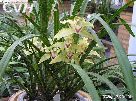 碧玉兰cymbidium Lowianum Rchb F Rchb F植物图片库植物通