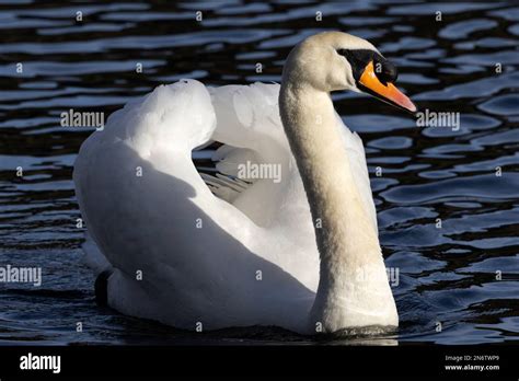 The Large Fleshy Carbuncle At The Base Of The Male Or Cob Mute Swan