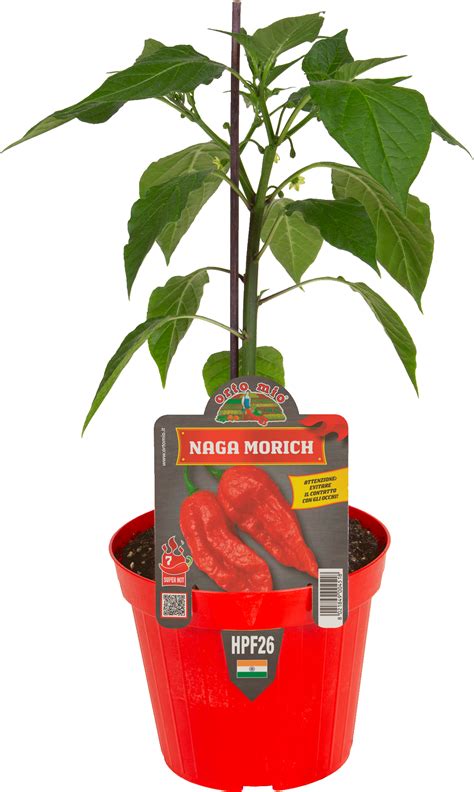 Peperoncino Piccante Naga Morich Varietà E Formati Disponibili