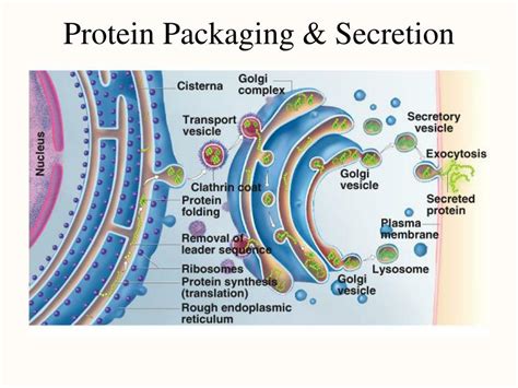 Ppt Chapter 4 Genetics And Cellular Function Powerpoint Presentation