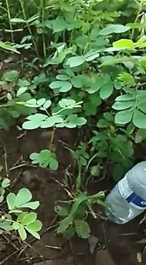 Jangal Porn Videos XHamster