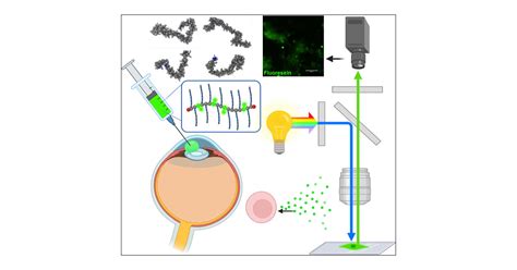 Injectable Fluorescent Bottlebrush Polymers For Interventional