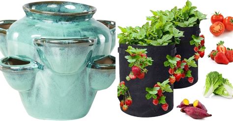 5 Best Strawberry Containers To Grow In Small Spaces Strawberry Plants