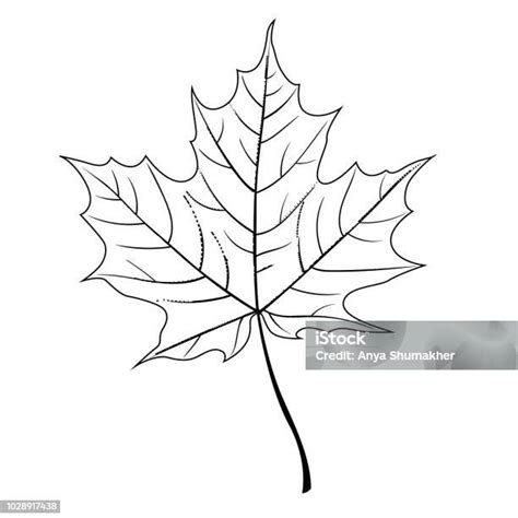 컨투어 메이플 리프 흰색 배경에 고립입니다 가 디자인 요소입니다 흑백 벡터 일러스트입니다 10월에 대한 스톡 벡터 아트 및 기타