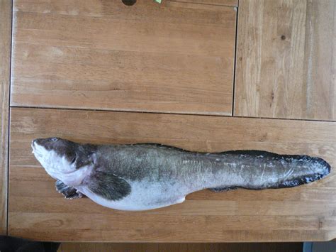 タナカゲンゲババチャン 西潟正人の魚道場 弁慶丸 鳥取の鮮魚、通販