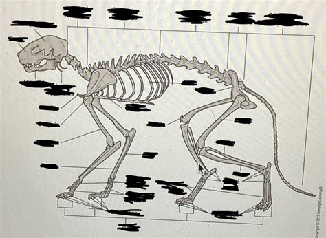 Appendicular Cat Skeleton Diagram Quizlet