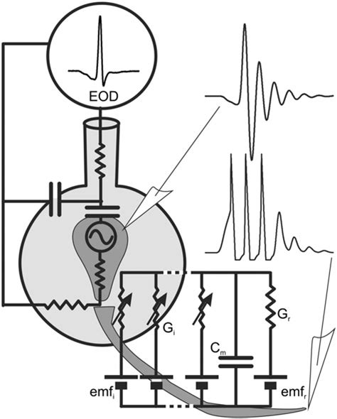 Our Present View Of Electroreceptor Transduction And Encoding