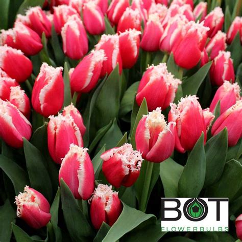 New Santa – Bot Flowerbulbs