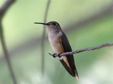 11 Species Of Hummingbirds In Oklahoma Picture And Id Guide