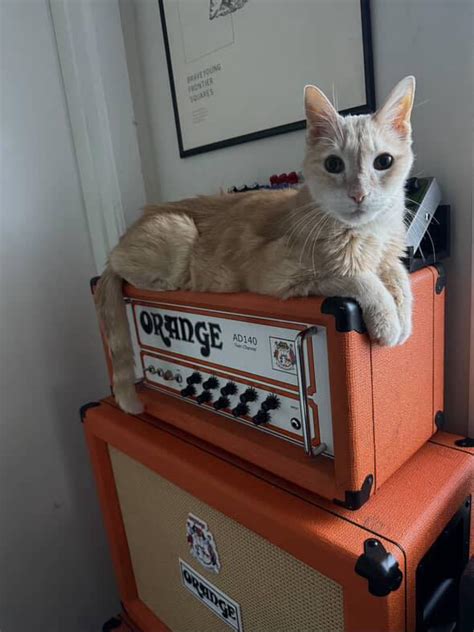 Cats On Amps Steven Sent In This Cutie They Write “this Facebook
