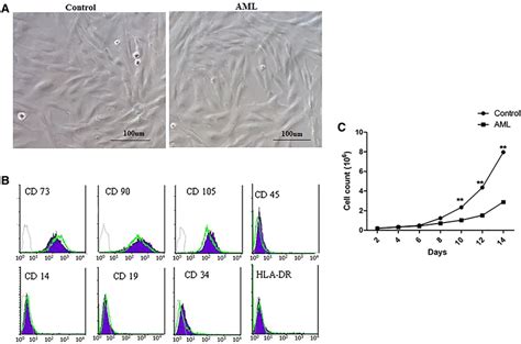 Growth Of Aml Bm Mscs And Healthy Bm Mscs Was Compared A The